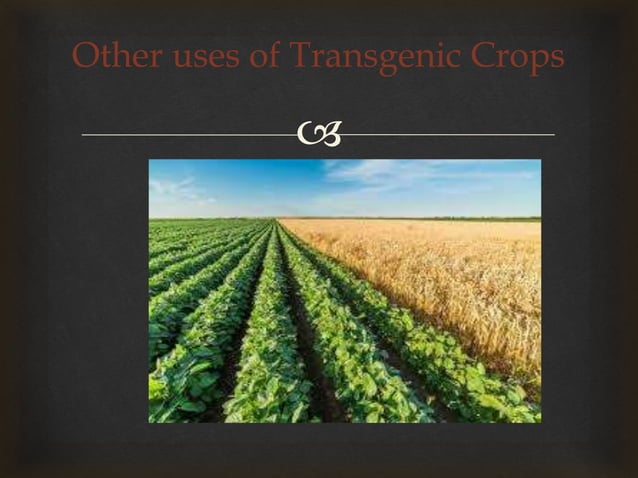 Transgenic crops and their uses in various Fields | PPTX | Agriculture ...