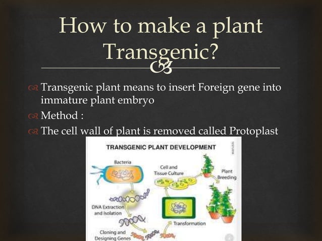 Transgenic crops and their uses in various Fields | PPTX | Agriculture ...
