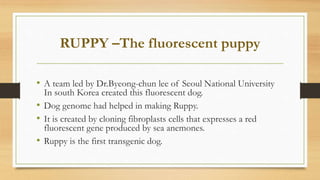 Transgenic dog | PPT