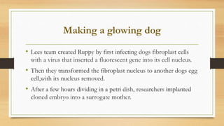 Transgenic dog | PPT