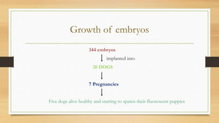 Transgenic dog | PPT