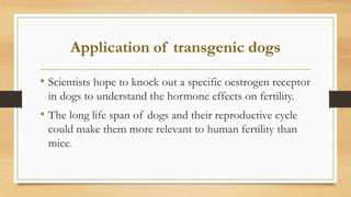 Transgenic dog | PPT