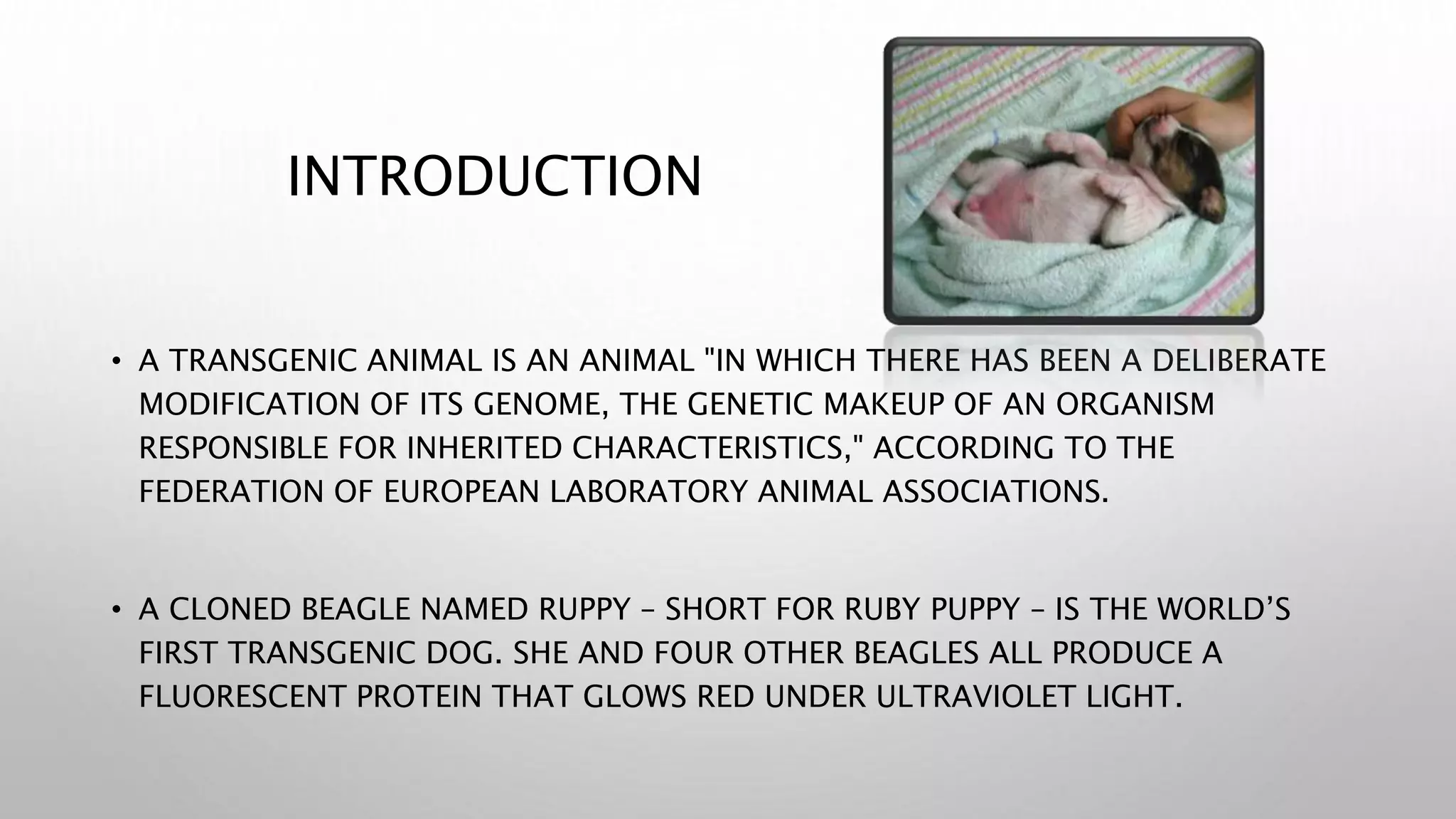 Transgenic dogs | PPTX | Dogs | Pets