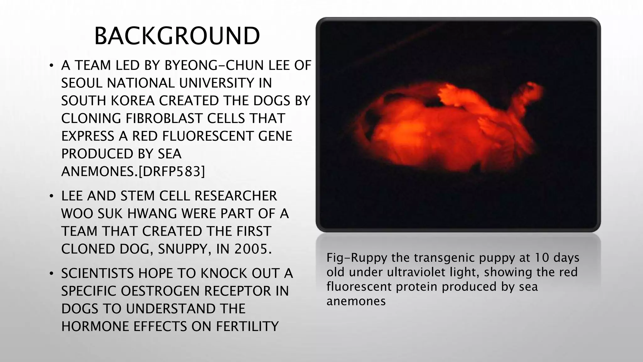 Transgenic dogs | PPTX