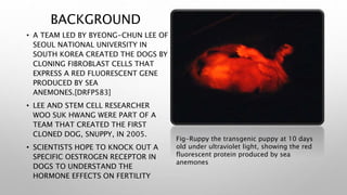 Transgenic dogs | PPTX | Dogs | Pets