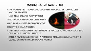 Transgenic dogs | PPTX | Dogs | Pets
