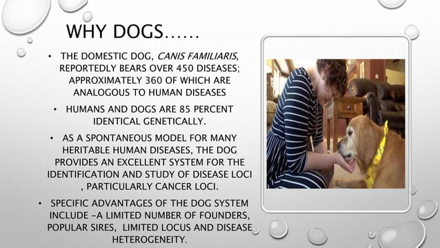 Transgenic dogs | PPTX | Dogs | Pets