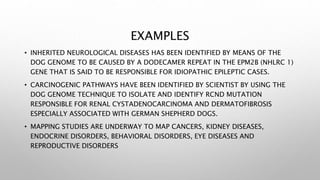 Transgenic dogs | PPTX | Dogs | Pets