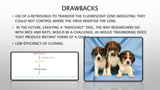 Transgenic dogs | PPTX | Dogs | Pets