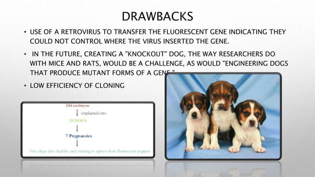 Transgenic dogs | PPTX | Dogs | Pets