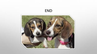 Transgenic dogs | PPTX | Dogs | Pets