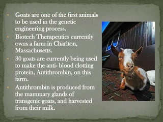 Transgenic drugs | PPT