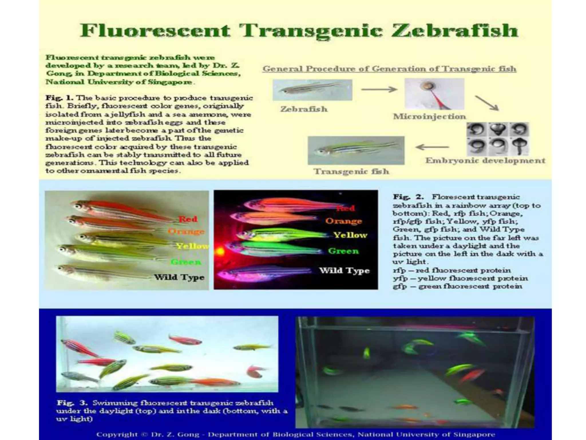 Transgenic fish, bird by kk sahu | PPT