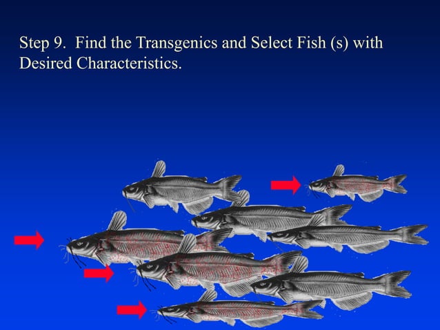 Transgenic fish, bird by kk sahu | PPT