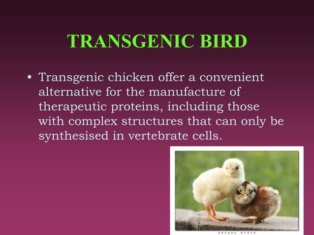 Transgenic fish, bird by kk sahu | PPT