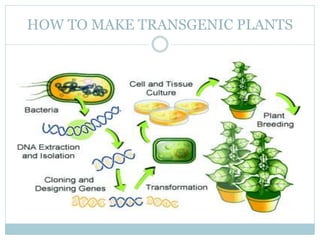 Transgenic food | PPTX