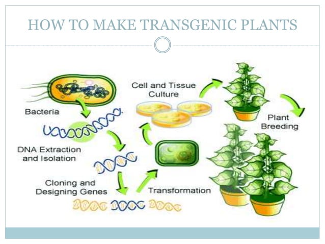 Transgenic food | PPTX | Agriculture | Industries
