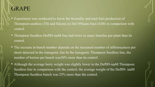 TRANSGENIC FRUIT CROPS.pptx