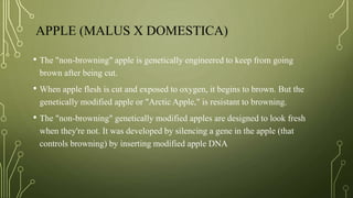 TRANSGENIC FRUIT CROPS.pptx
