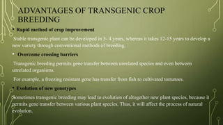 TRANSGENIC FRUIT CROPS.pptx