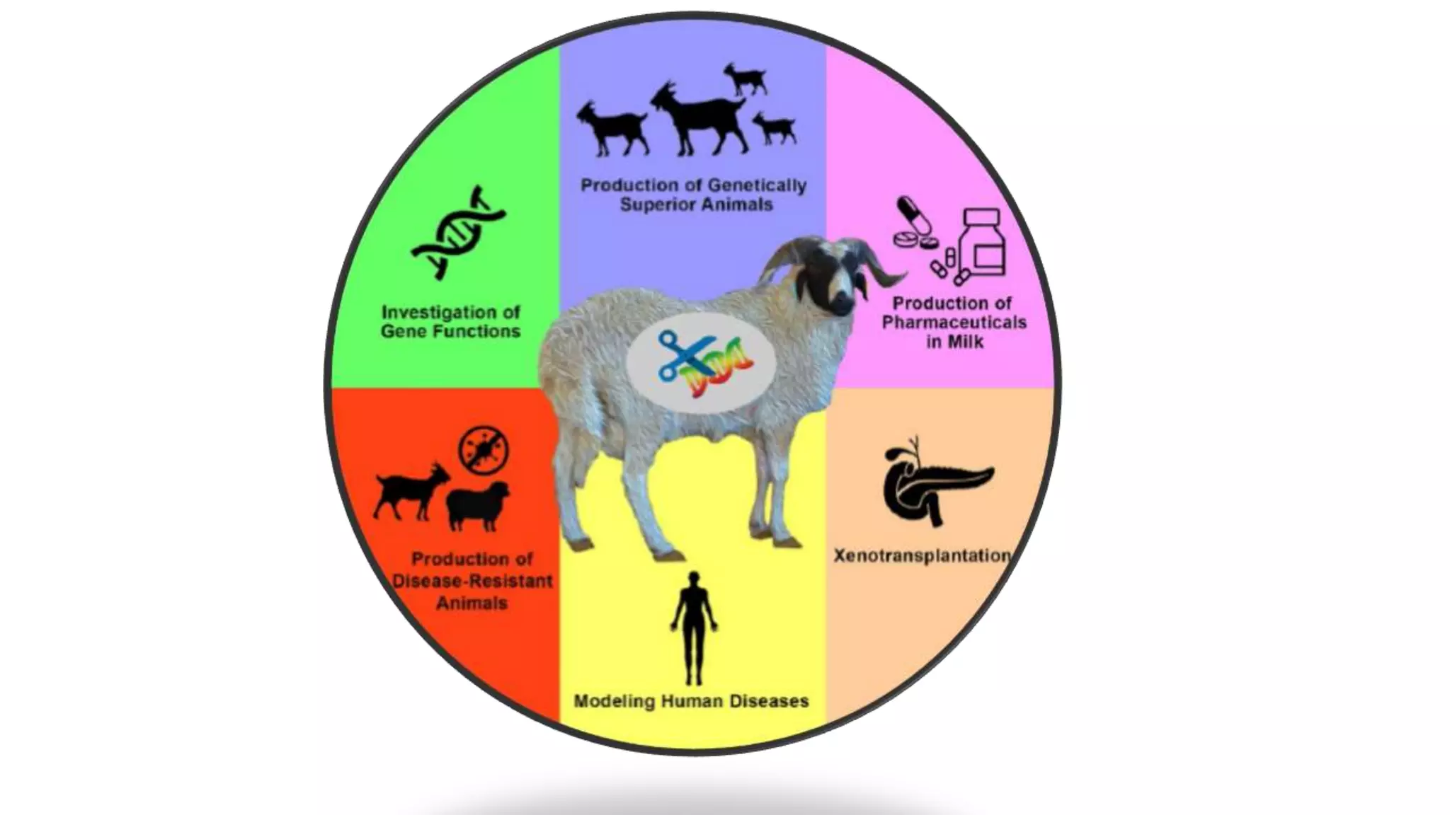 Transgenic goat and pig (A. Anbu Abubakkar Sidik).pptx