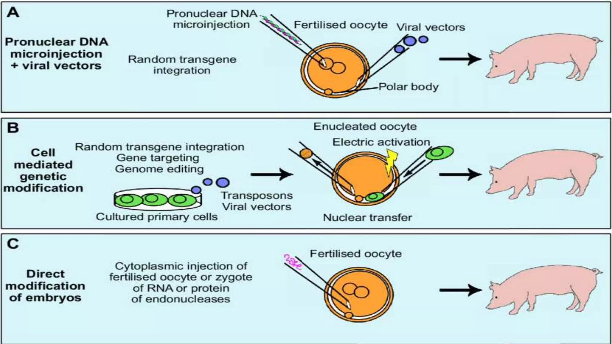 Transgenic goat and pig (A. Anbu Abubakkar Sidik).pptx
