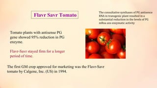 Transgenic in vegetable crop | PPTX