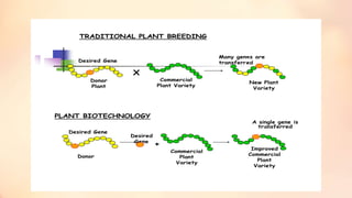 Transgenic in vegetable crop | PPTX
