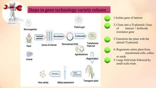 Transgenic in vegetable crop | PPTX