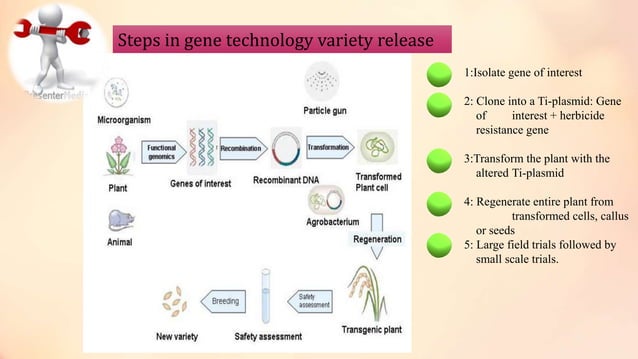 Transgenic in vegetable crop | PPTX