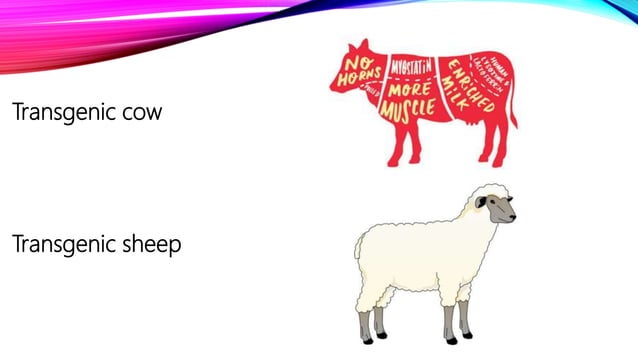 Transgenic livestock for useful traits | PPTX | Genetics | Science