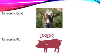 Transgenic livestock for useful traits | PPTX | Genetics | Science
