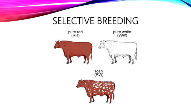 Transgenic livestock for useful traits | PPTX | Genetics | Science