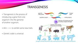 Transgenic livestock for useful traits | PPTX | Genetics | Science