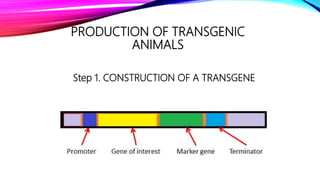 Transgenic livestock for useful traits | PPTX | Genetics | Science