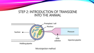 Transgenic livestock for useful traits | PPTX | Genetics | Science