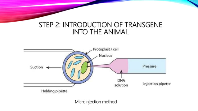 Transgenic livestock for useful traits | PPTX | Genetics | Science