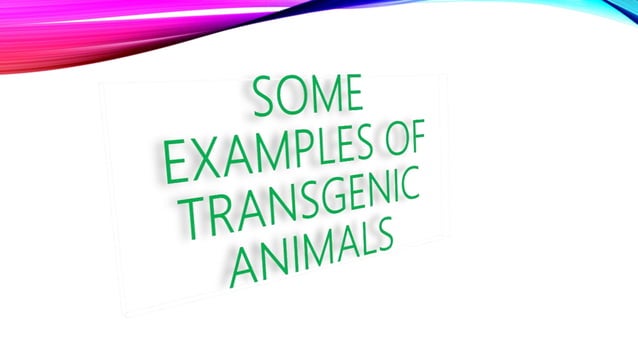 Transgenic livestock for useful traits | PPTX | Genetics | Science
