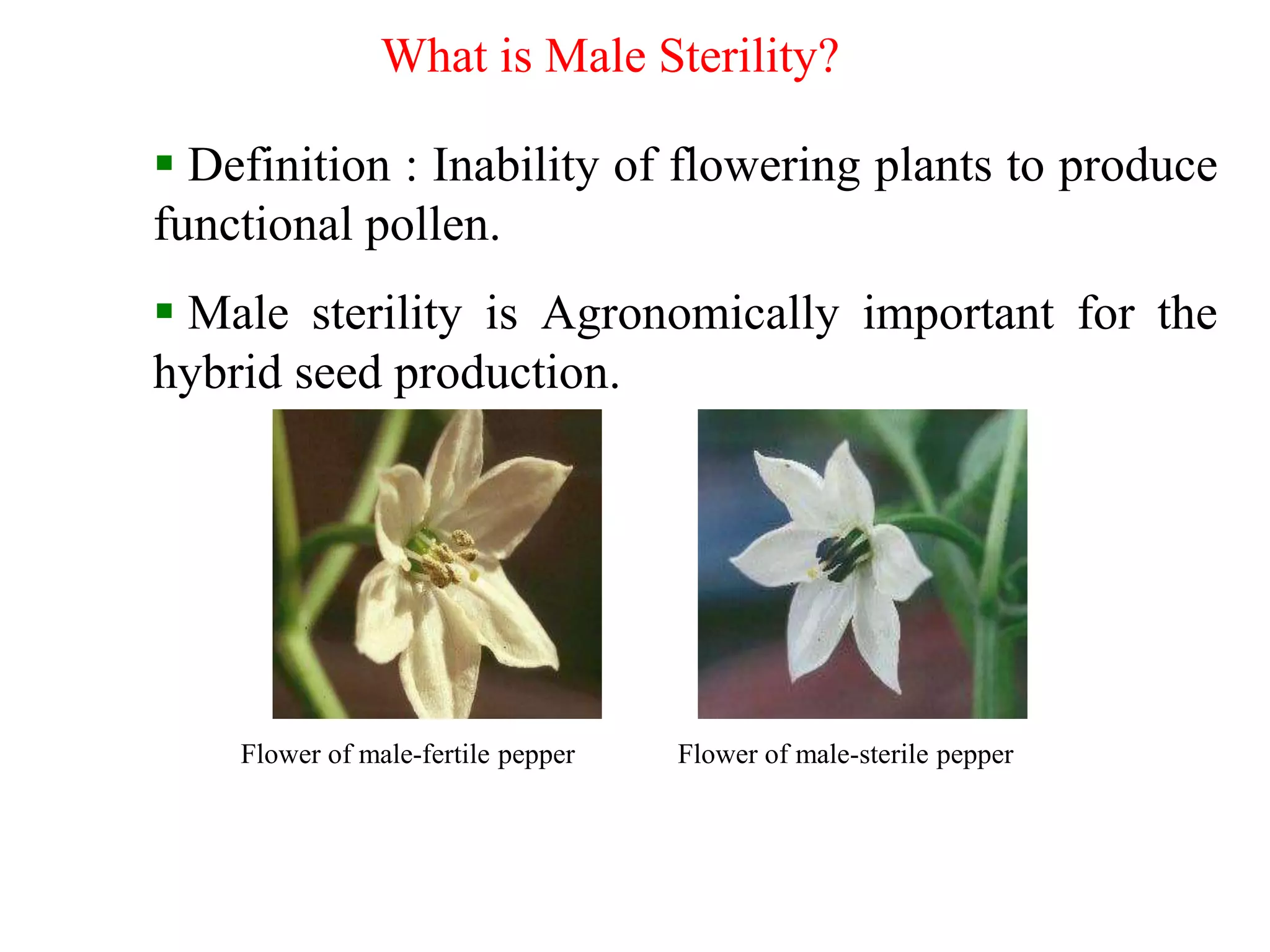 Transgenic male sterility | PPTX