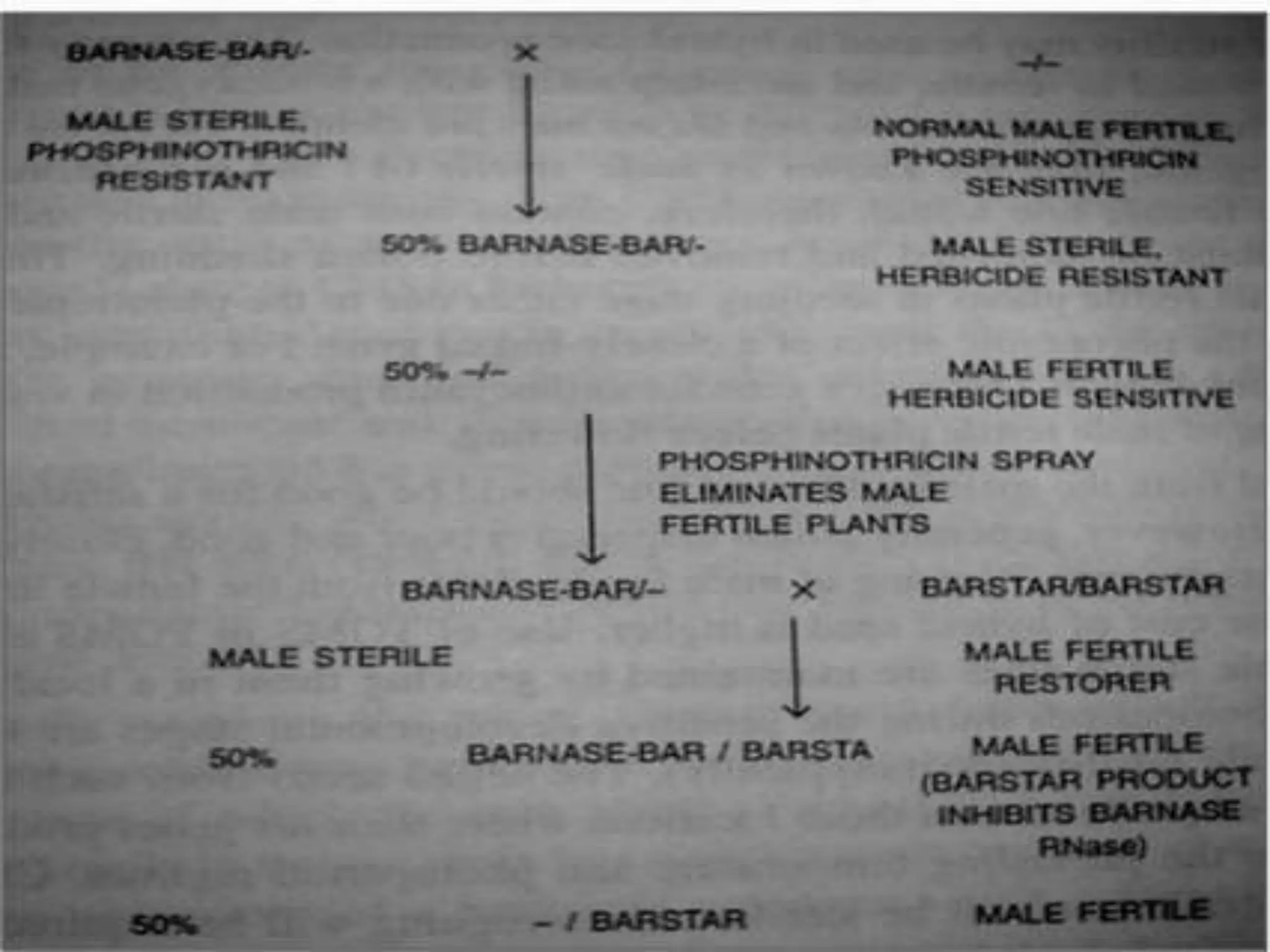 Transgenic male sterility | PPTX