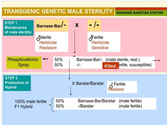 Transgenic male sterility | PPTX