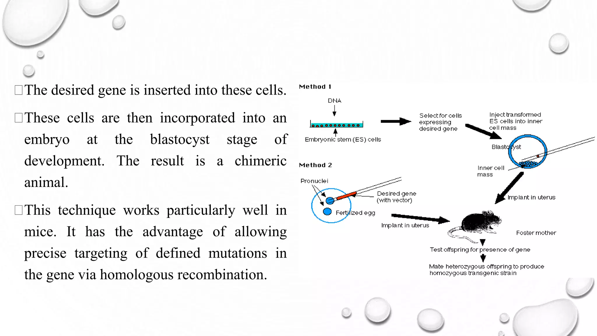 Transgenic manipulation of animal embryos and its application | PPTX