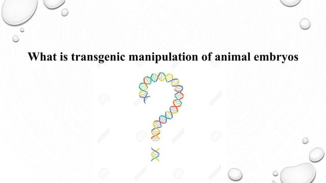 Transgenic manipulation of animal embryos and its application | PPTX ...