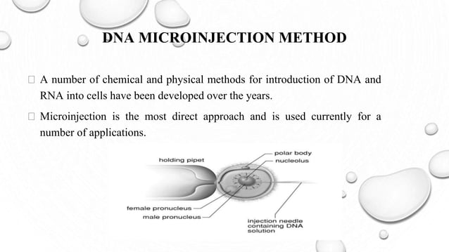 Transgenic manipulation of animal embryos and its application | PPTX ...