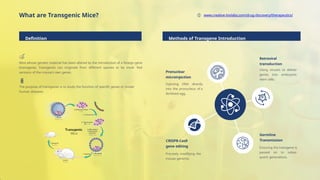 Transgenic Mice in Cancer Research - Creative Biolabs | PPTX