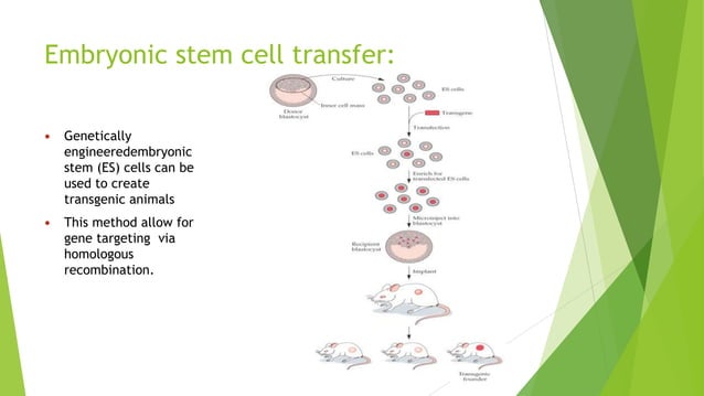 Transgenic organisms | PPTX | Biotech and Biomedical Industry | Industries