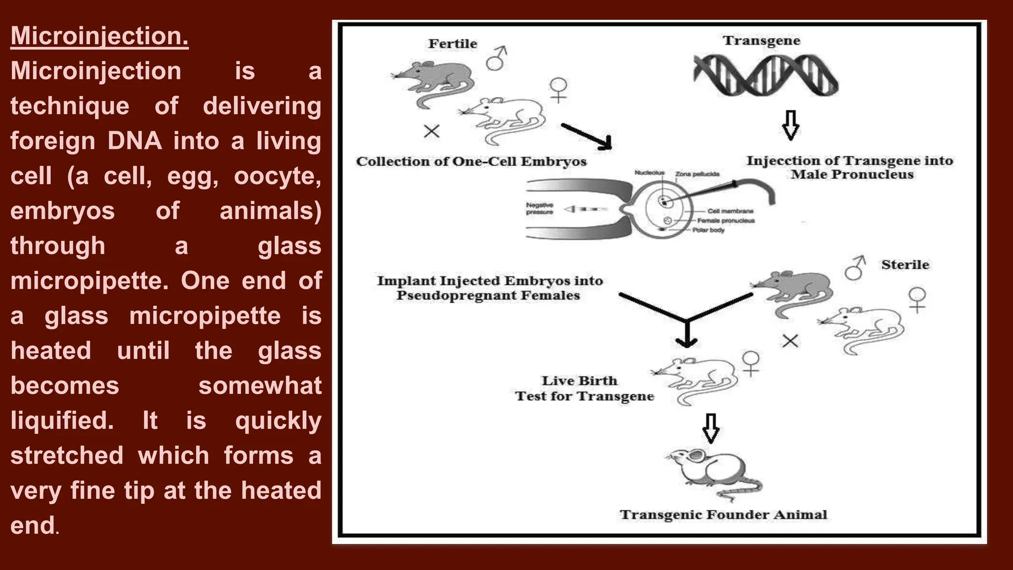Transgenic organisms and methods of their production. | PPTX