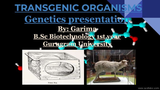 Transgenic organisms and methods of their production. | PPTX | Biotech ...