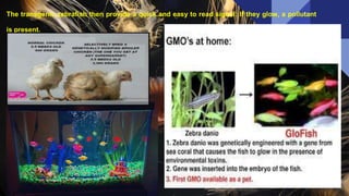 Transgenic organisms and methods of their production. | PPTX