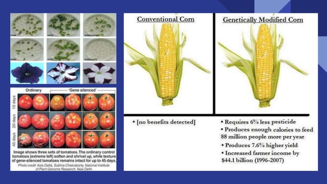 Transgenic organisms and methods of their production. | PPTX | Biotech ...